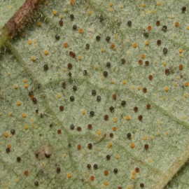PHYLLACTINIA GUTTATA – stefanblaser.ch