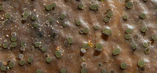 Saprophyten – stefanblaser.ch