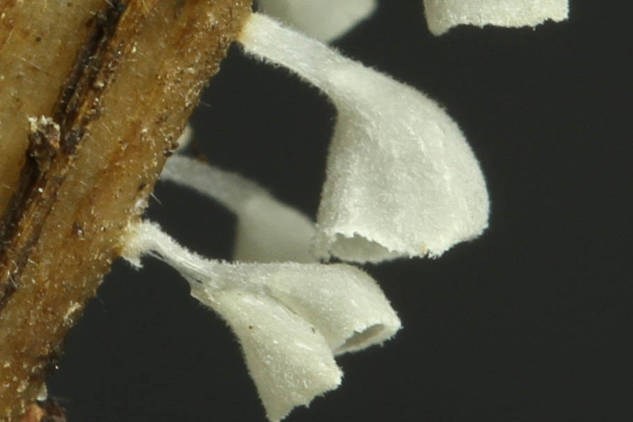 CALYPTELLA CAPULA – stefanblaser.ch