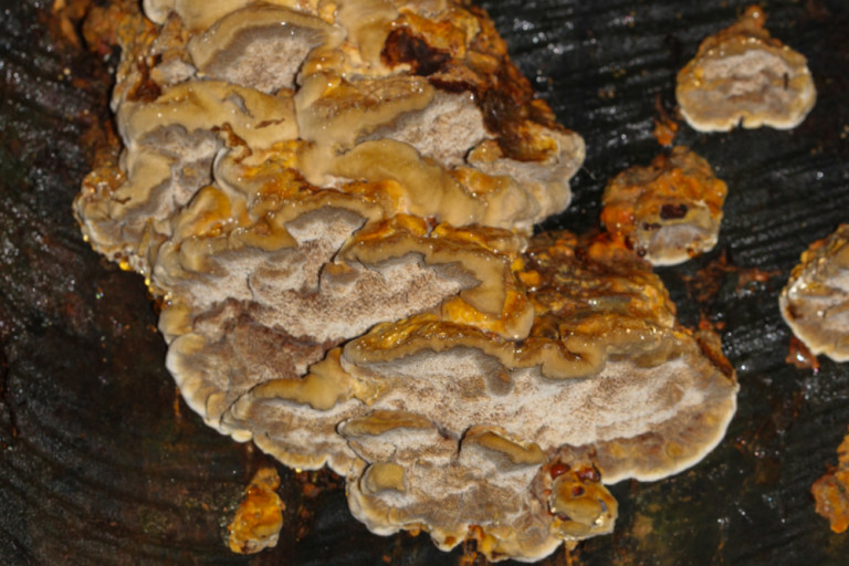 Inonotus_radiatus (Xanthoporia radiata) – stefanblaser.ch