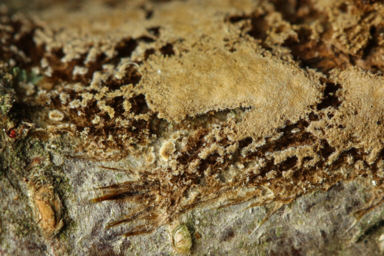 Septobasidium_mariani (3) – stefanblaser.ch